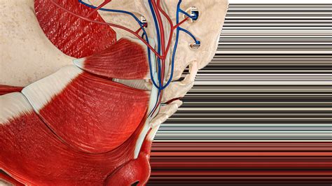 Fractures De Lomoplate Classification Symptômes Signes Diagnostic Et Traitement