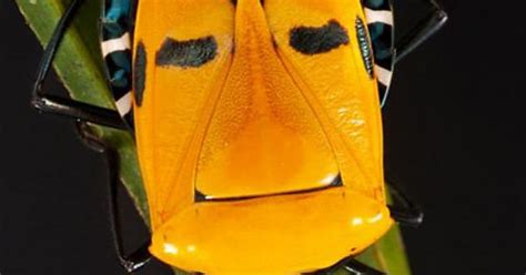 Elvis Presley Shield Bug Album On Imgur