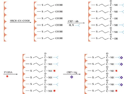 Schematic Illustration Of The Stepwise Immunosensor Fabrication Download Scientific Diagram