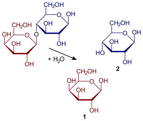Everything You Need To Know About Hydrolysis In Chemistry And Biology