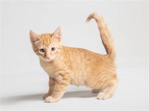 Orange Tabby Short Hair