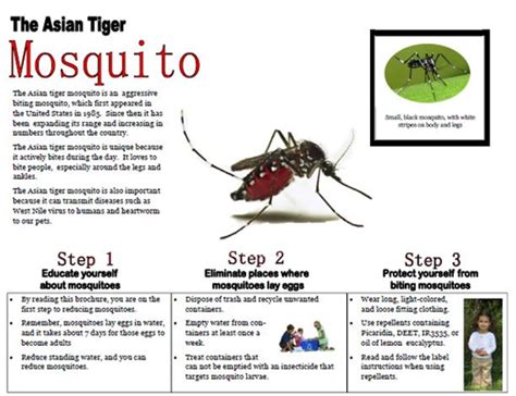 Tiger Mosquitoes Bites