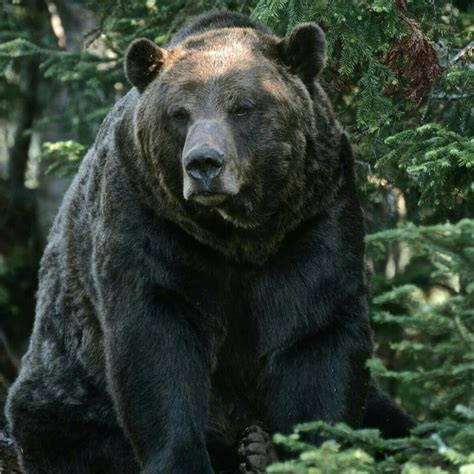 Brown Bear Russia Kamchatka Artofit
