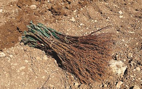 Засаждане на лози важни детайли Български Фермер