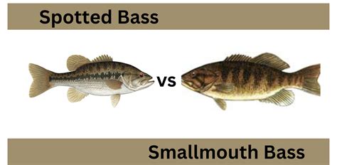 Smallmouth Bass Vs Spotted Bass Jimbo On Lanier