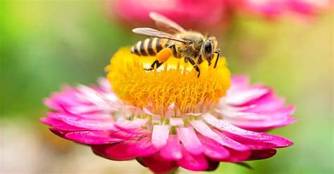 What Do Bees Eat Understanding The Bee Diet