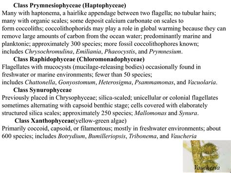 Algae Classificationpptx
