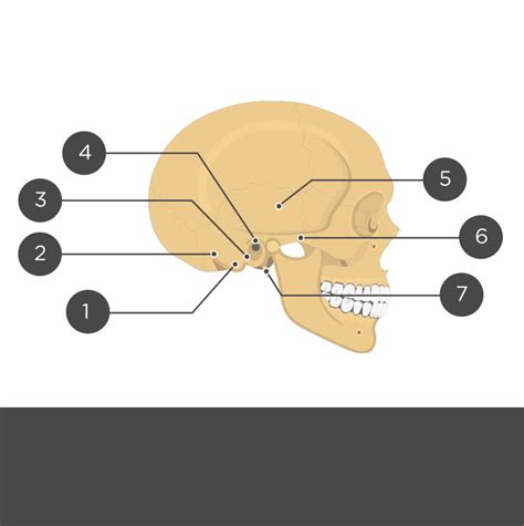 Temporal Bone Anatomy And Labeled Diagram Getbodysmart 55 Off