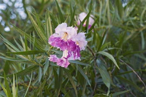 Desert Willow Tree With Flowers And Fruits Stock Image Image Of