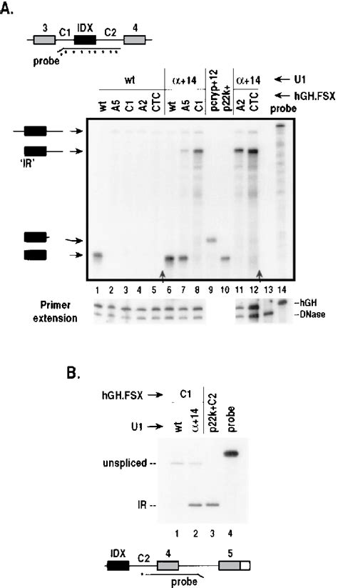 S1 Nuclease Protection Analyses Of Cytoplasmic Rnas From Transiently