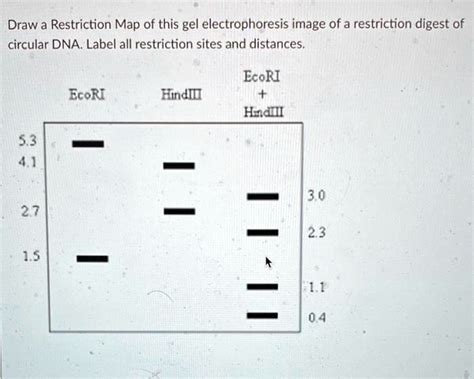 Solved Draw A Restriction Map Of This Gel Electrophoresis Image Of A
