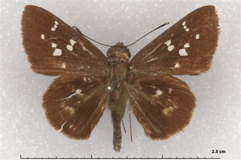 Meza meza (type specimens)