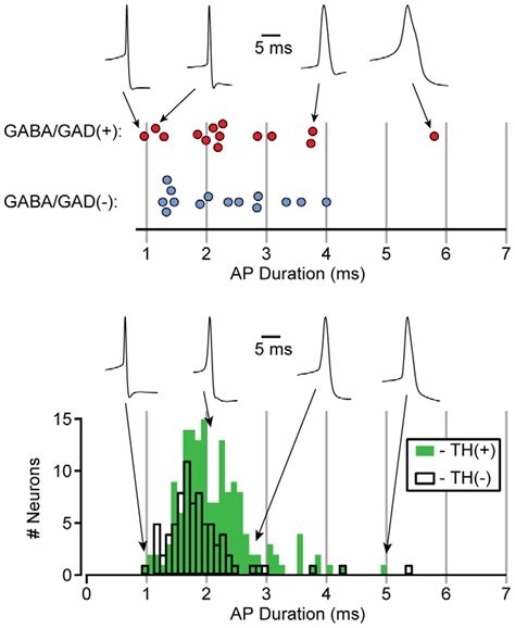The Distribution Of Action Potential Durations In Vta Gaba Neurons