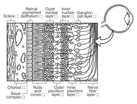 Layers Of Retina Final Version Histology Coloring Book