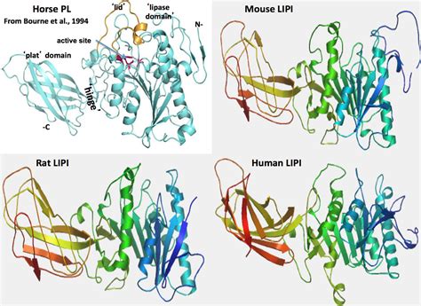 Lipoprotein Lipase Enzyme Function At Steve Stults Blog