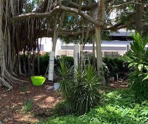 Root Feeders Explained Treescape