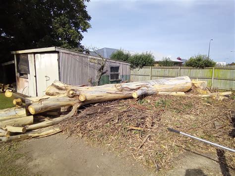 Tree Removal Cost Guide Calculator 2025 Auckland