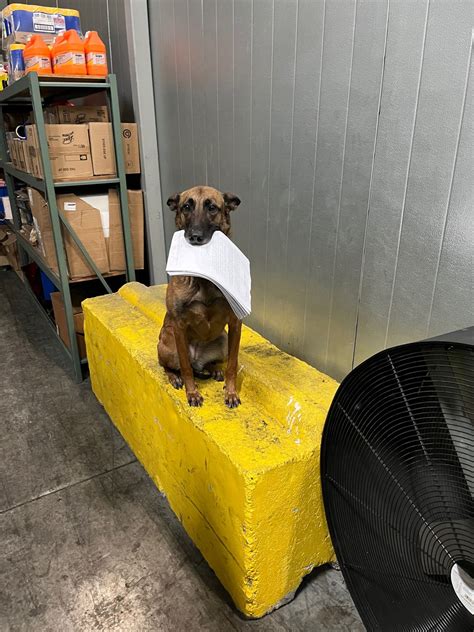 When The K9 Reminds You To Take Your Old Paperwork To The Shred Bin Lance Mcelroy