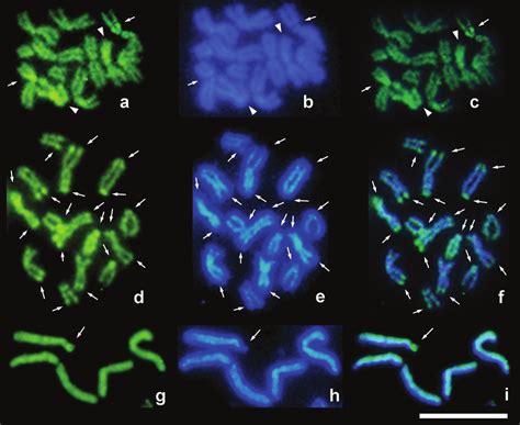 Cma 3 Dapi Stained Metaphase Plates Of Parasitoids A C P Elaeisis Download Scientific