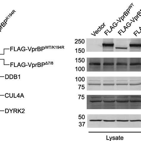 Illustration Of Pathways Controlled By Dcaf1 The Dcaf1 Regulatory Download Scientific Diagram
