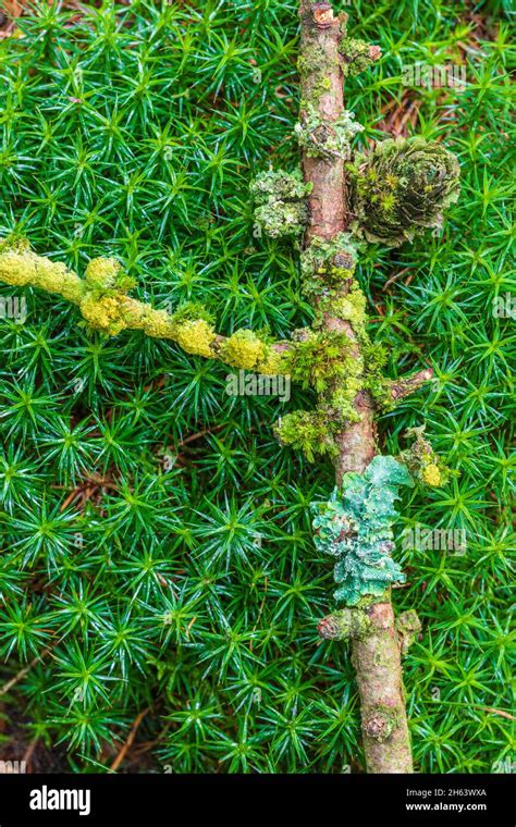 Lichen Covered Tree Branch On Moss Forest Floor Forest Still Life Stock Photo Alamy