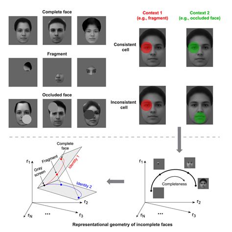 Representational Geometry Of Incomplete Faces In Macaque Face Patches Cell Reports