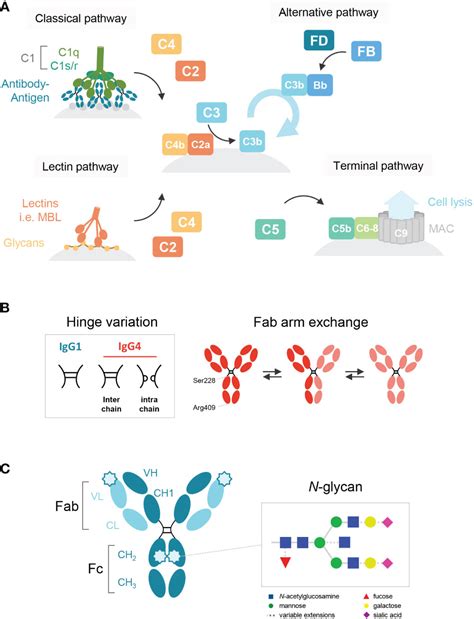 Frontiers Factors Affecting Igg4 Mediated Complement Activation