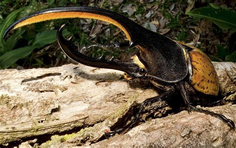 Giant Hercules Beetle Dynastes Hercules Browns Beetles