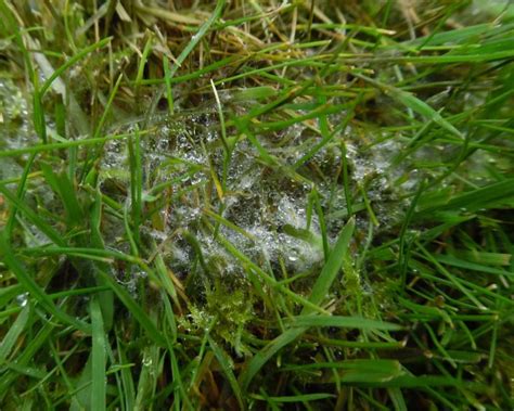 Mycelium Of Fusarium Patch Microdochium Nivale The Lawn Man