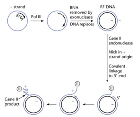Biol 351 Smith Phage Part 2 Flashcards Quizlet