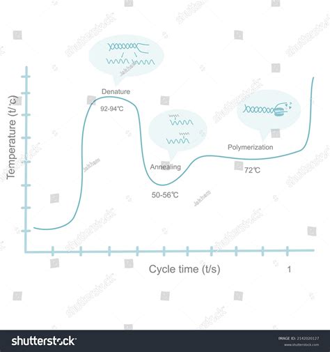 Correlation Graph Temperature Cycle Time Pcr Stock Vector Royalty Free