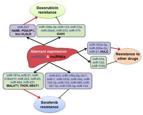 Non Coding Rnas Contributing To Therapy Resistance In Hepatocellular Download Scientific