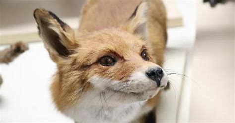 Firefox Thinks About Hack Web R Funny