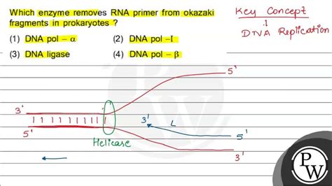 Which Enzyme Removes Rna Primer From Okazaki Fragments In Prokaryotes 1 Dna Pol Alpha