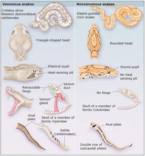 Snake Venom Identify Poisonous Vs Nonpoisonous Snakes
