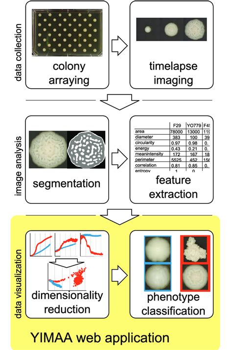 The Components Of The Platform For Automated Quantitative Analysis Of