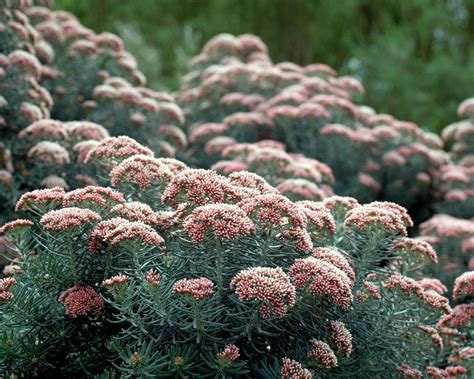 Best Coastal Plants 21 Top Choices That Will Thrive Near The Ocean