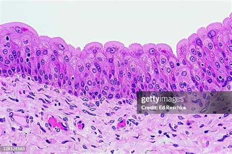 Epithelium Photos And Premium High Res Pictures Getty Images