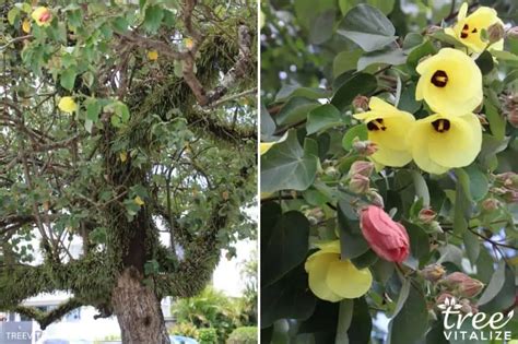 15 Flowering Trees To Grow In Hawaii Purple Yellow And More