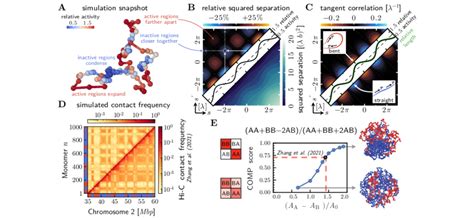 Activity Modulations Induce Polymer Folding A Simulation Snapshot Of Download Scientific