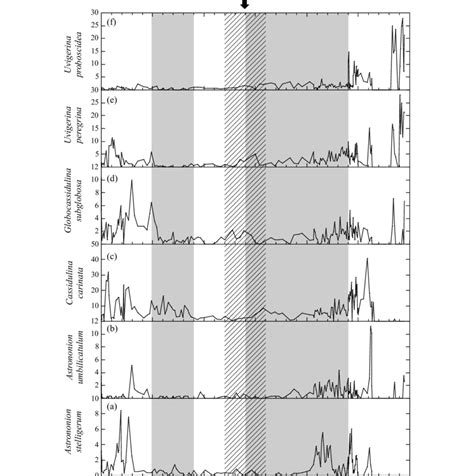Percent Distribution Of Important Species Of Benthic Foraminifera At