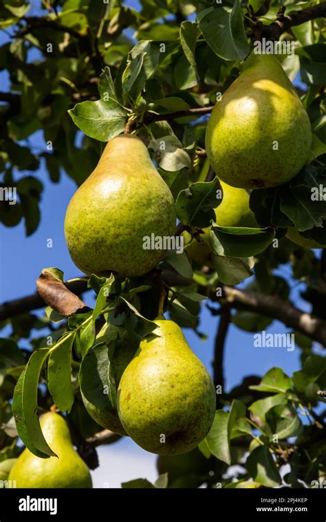 A Bunch Of Pears In The Tree Benefits Of Pears Blue Sky Background