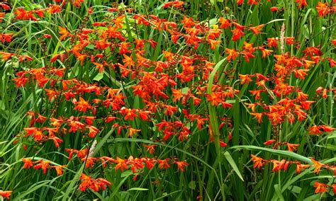 Invasive Plant Species In The Uk Pba Solutions