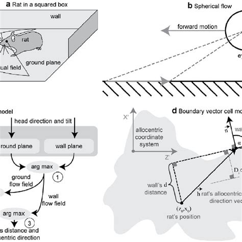 pdf modeling boundary vector cell firing given optic flow as a cue