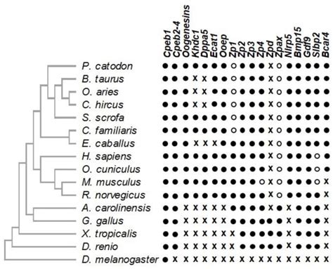 A Comparative Analysis Of Oocyte Development In Mammals Pmc