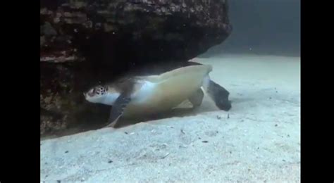 Turtle Caught Scratching An Itch Will Bring The Biggest Smile To Your Face