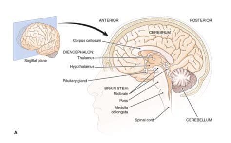 Chapter 25 Assessing Neurologic System Flashcards Quizlet