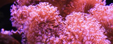 Reef A Mystery Solved Why Does Coral Glow