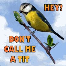 Tit S Tenor