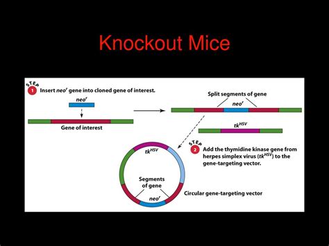 Production Of Eukaryotic Proteins In Bacteria Ppt Download